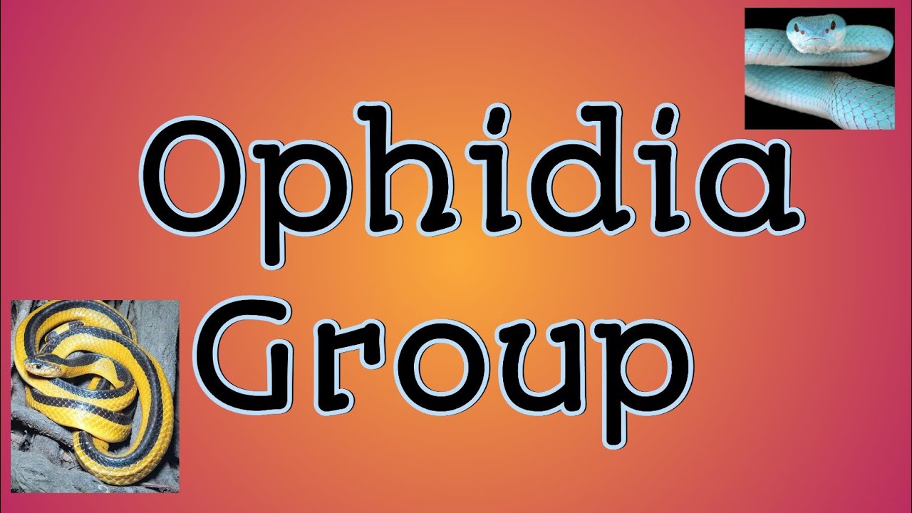 Ophidia Group (animal kingdom) |Homoeopathic Materia Medica |Group ...