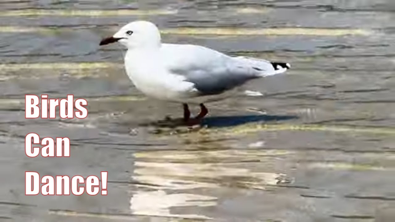 Birds Can Dance! I Can't Stop Watching! YouTube Bird Dance Craze. 🕺🦜 ...