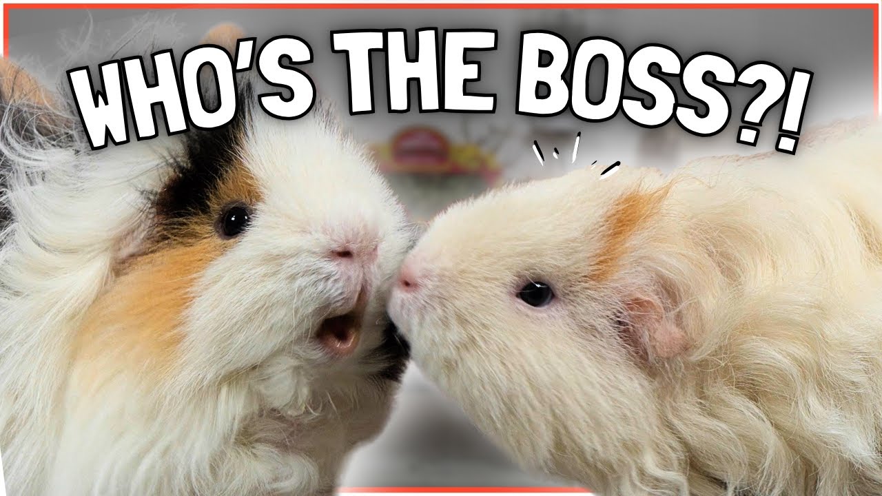 Guinea Pig Power Struggles: How to Keep the Peace! 🐹⚔️ - YouTube