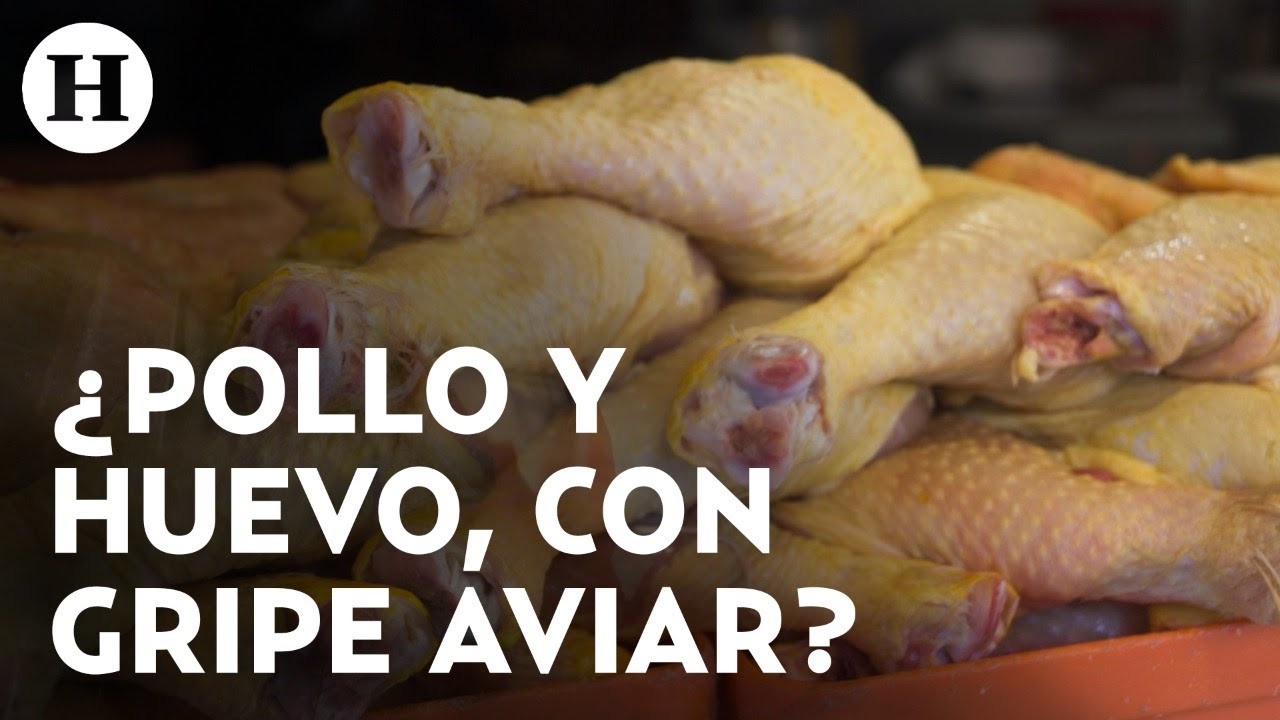 Gripe aviar H5N1: ¿Comer pollo y huevo pueden contagiarme? - YouTube