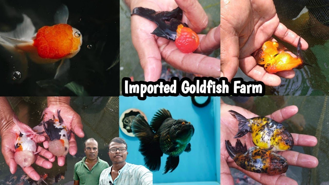 Goldfish India|Imported Goldfish Breeding Farm|Imported Ranchu Breed ...