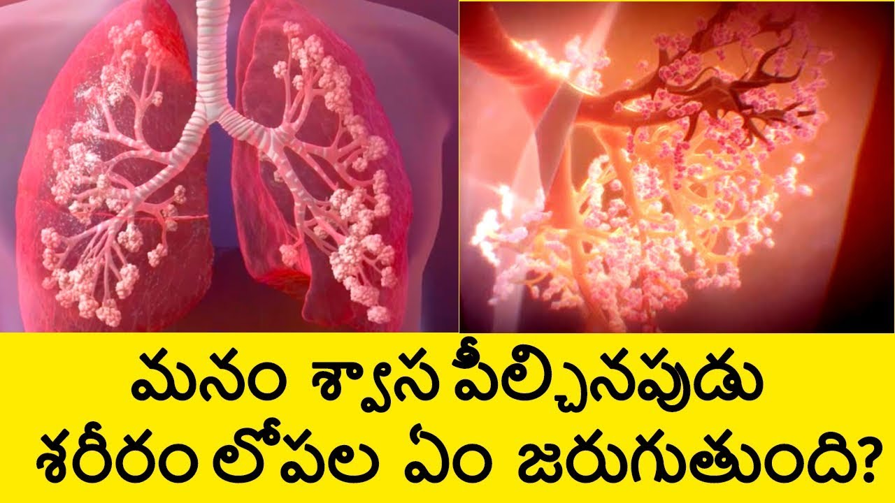 How The Respiratory System Works In Human Body In Telugu How how-the-respiratory-system-works-in-human-body-in-telugu-how