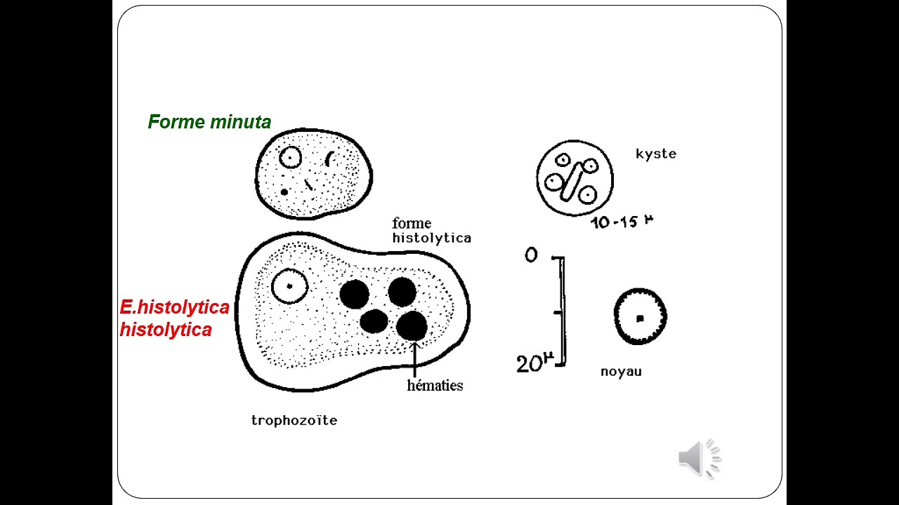 AMIBES ET AMIBIASE cour - YouTube