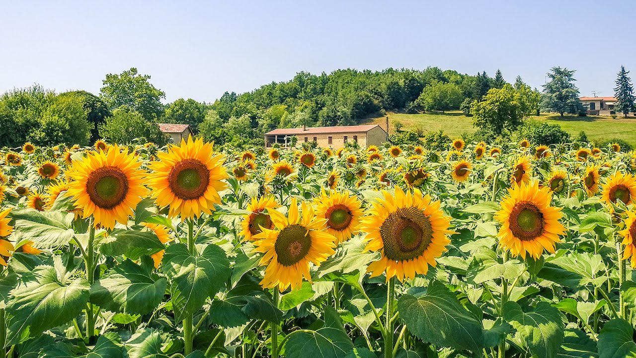 Sunflower Fields of Southwest France with Time Lapse 🌻 Les champs de ...