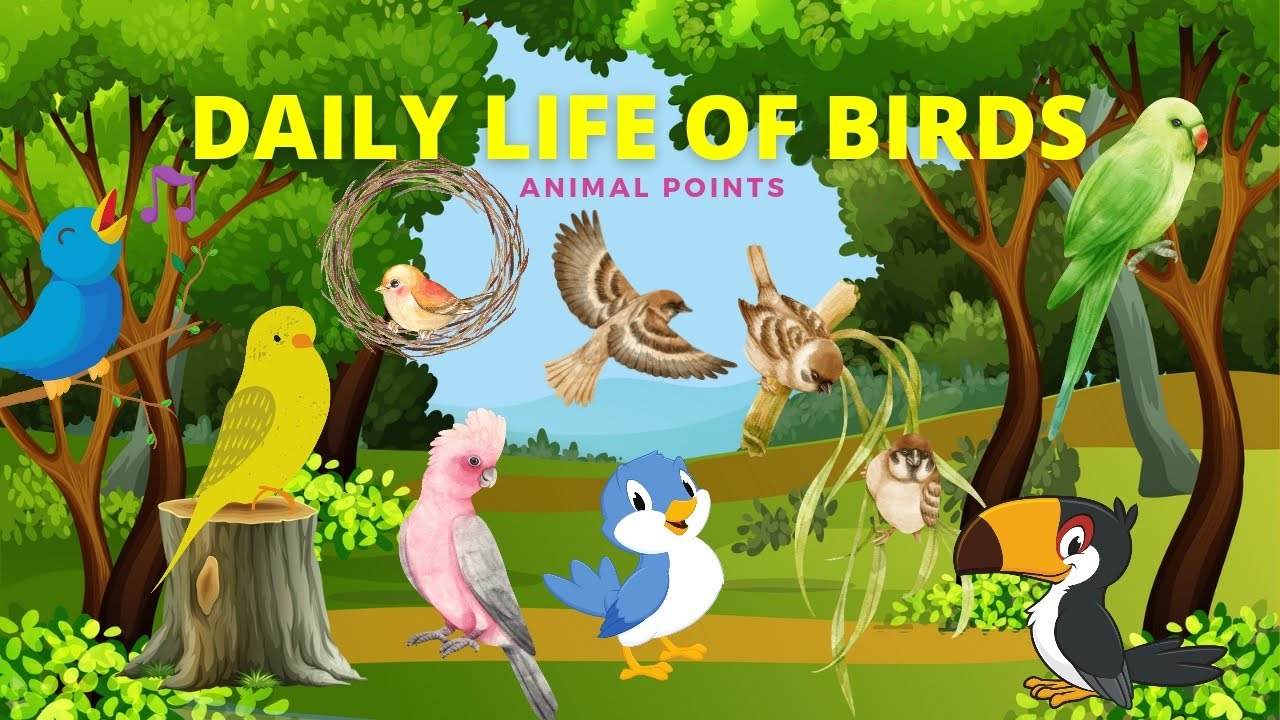 Birds Daily Routine Video || Animal Points - YouTube