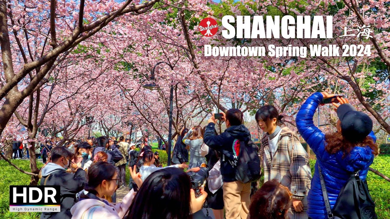 Downtown Shanghai Spring Walk - Cherry Blossoms at West Nanjing Road ...
