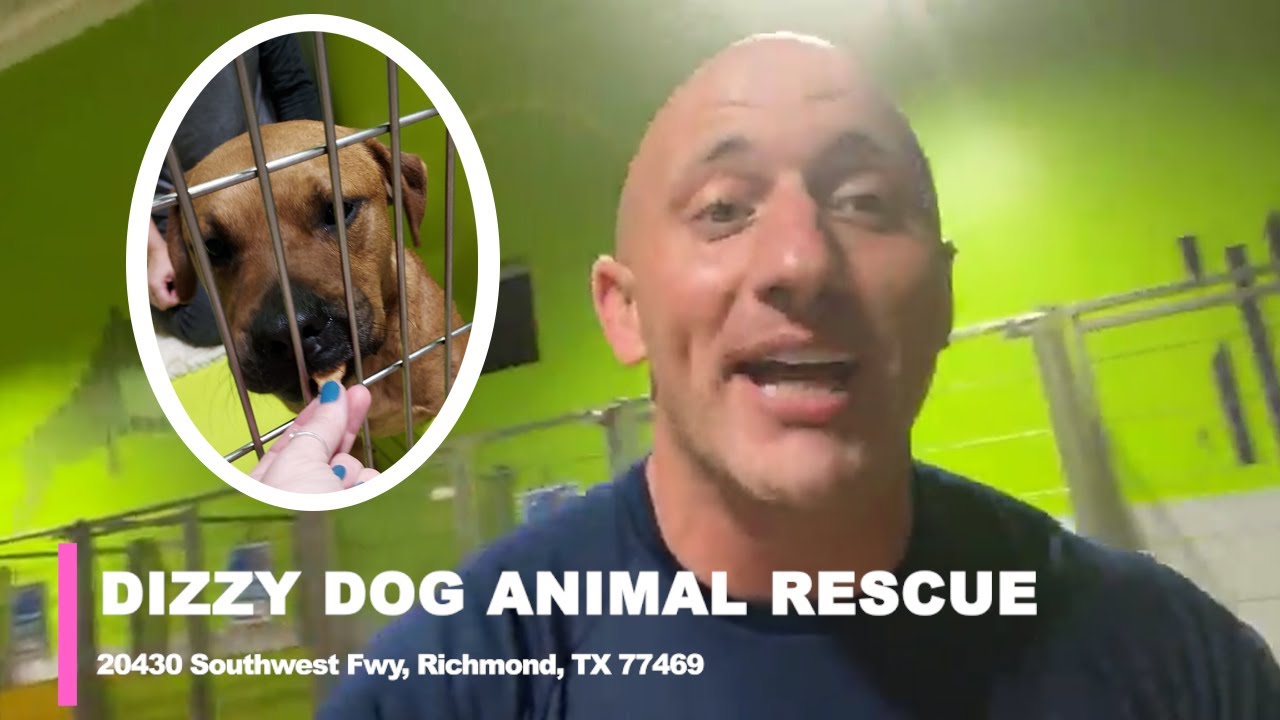 💰 DIZZY DOG ANIMAL RESCUE raised over $7K To Benefit The Dogs And Cats ...