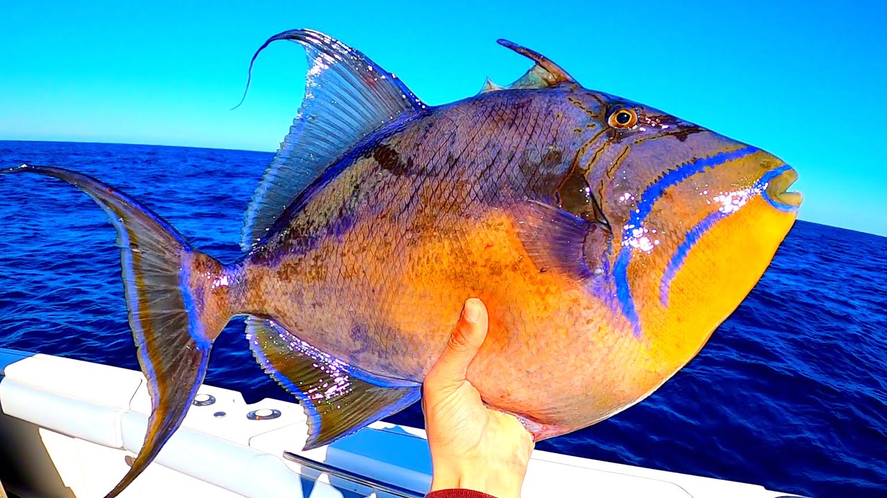 RARE TRIGGERFISH Save The Day! {Catch Clean Cook} - YouTube