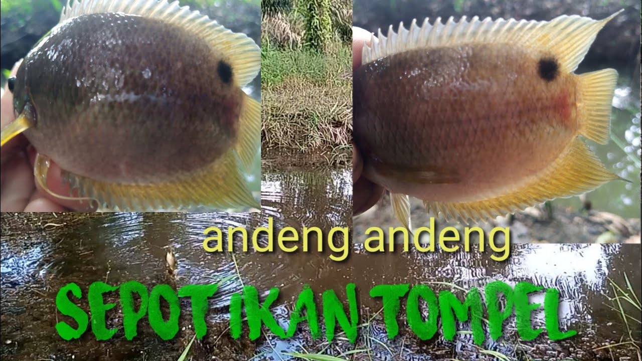 mancing ikan tompel //gak nyangak ada ikan andeng andeng ...