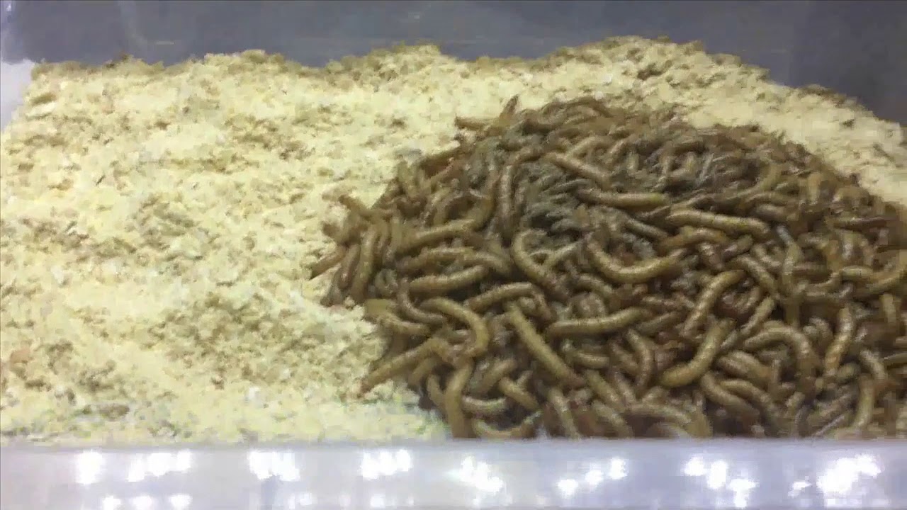 Tenébrio Molitor, como criar. Passo a Passo!!!! (Vídeo 01) - YouTube