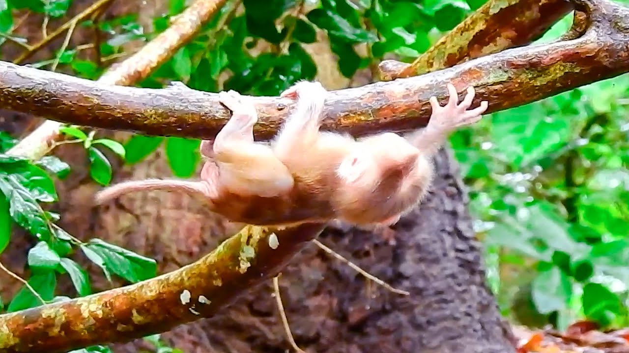 Care babies Leo Play on the tree - YouTube
