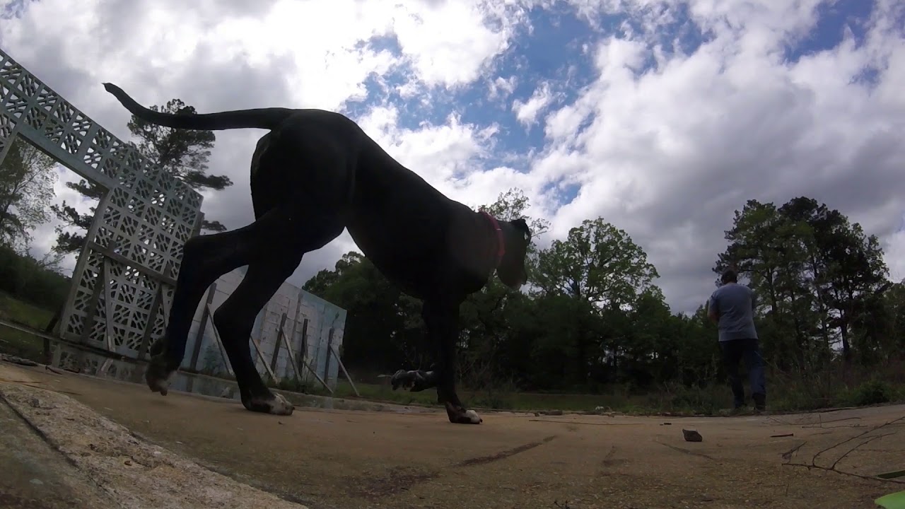 Rooster Ripping - YouTube