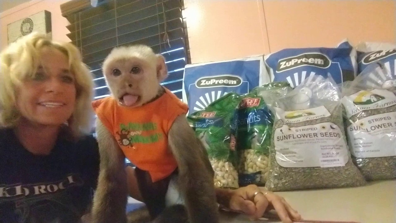 Monkey Mail Makes Louie Ray Excited - YouTube