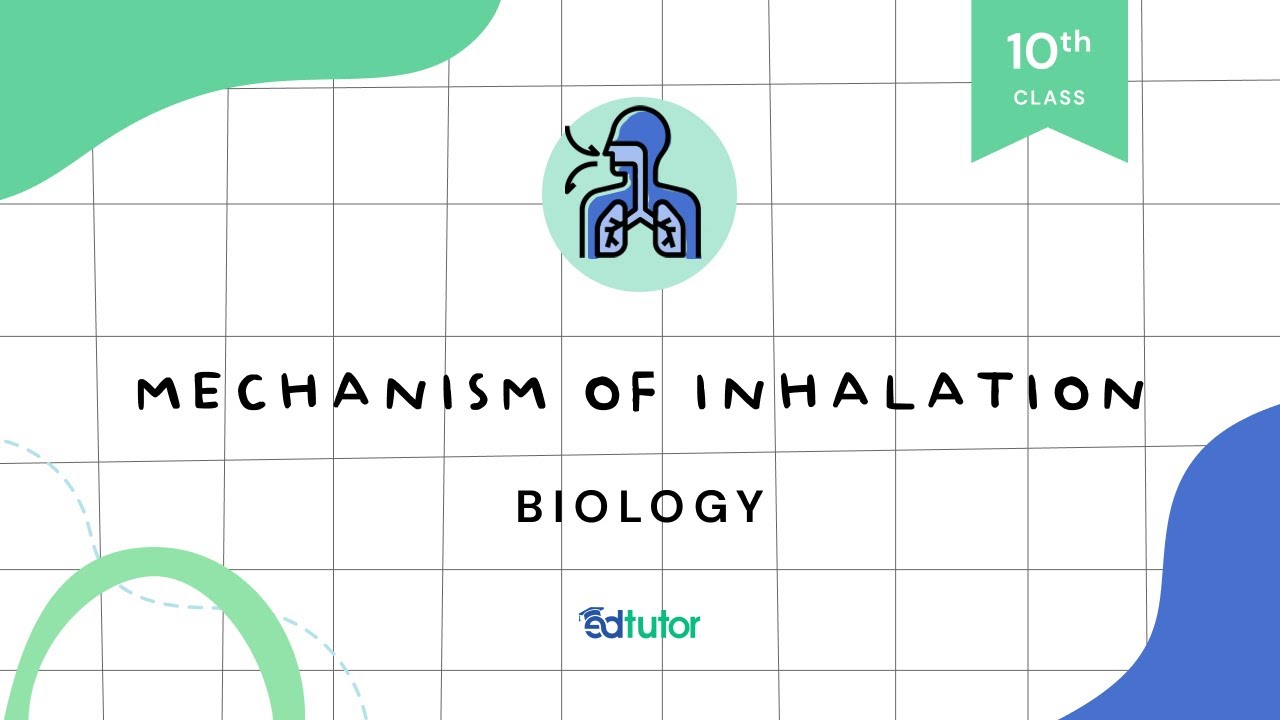Mechanism of Inhalation | Class 10 | Biology | Chapter 1 | EdTutor ...