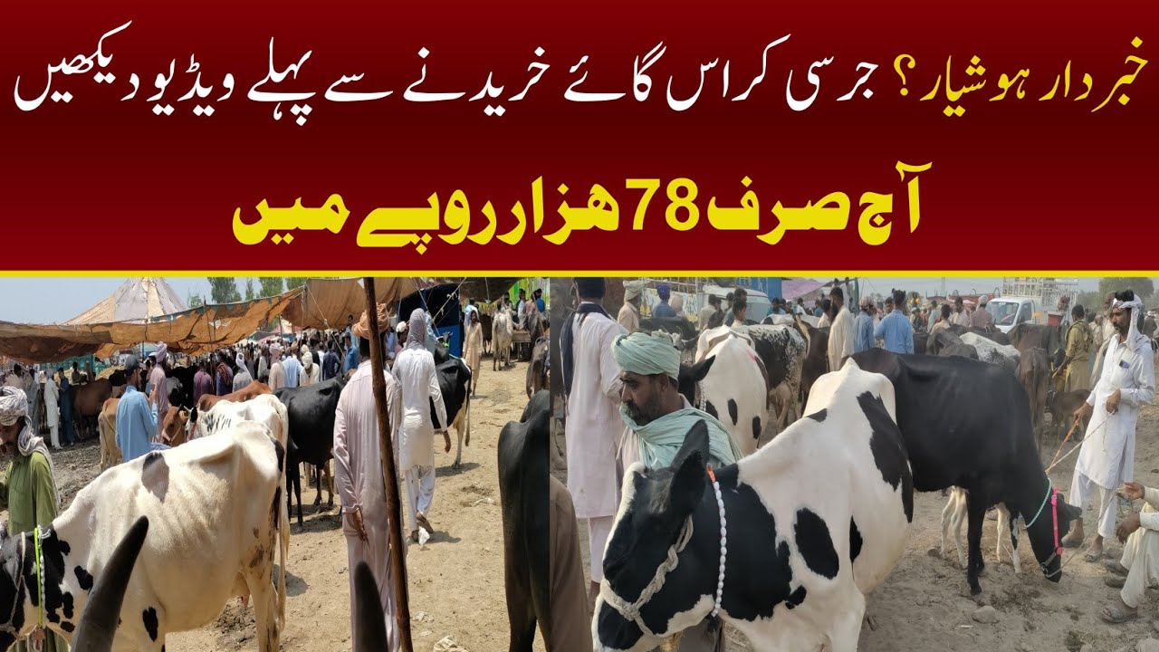 Today Malumor Janwar Mandi Rates | Jersey Cow Rate | Cow Mandi 2023 ...