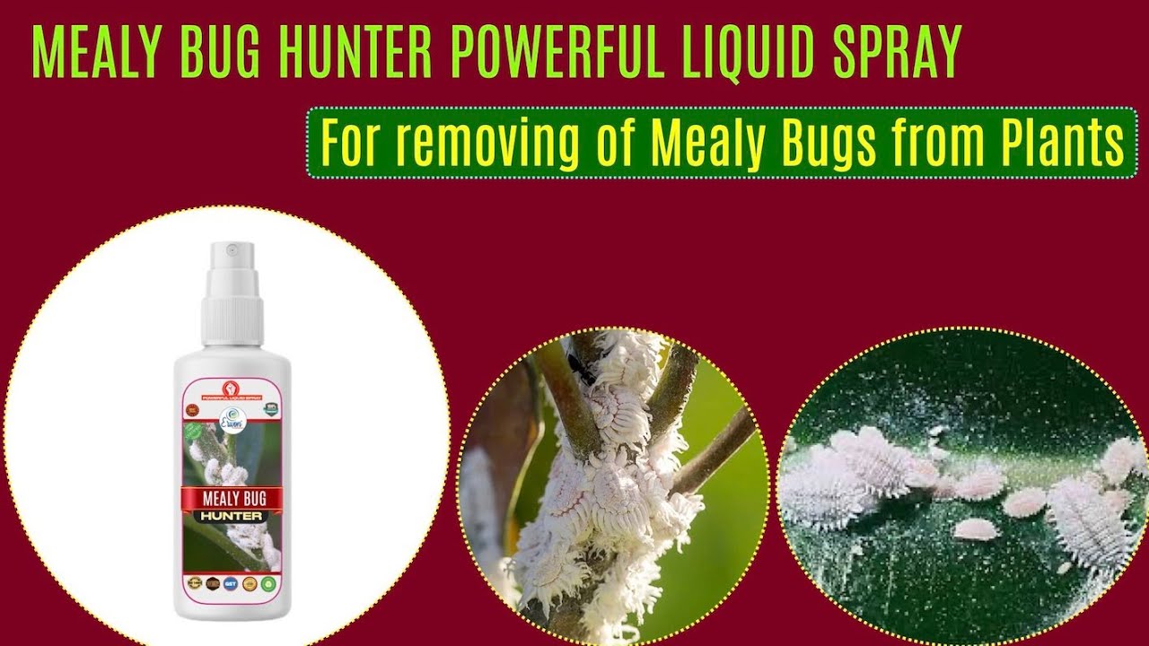 Erwon Mealy Bug Hunter Powerful Liquid Spray for removing of Mealy Bugs ...