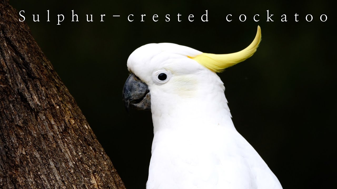 Sulphur-crested cockatoo 4K - Iconic Australian Birds - YouTube