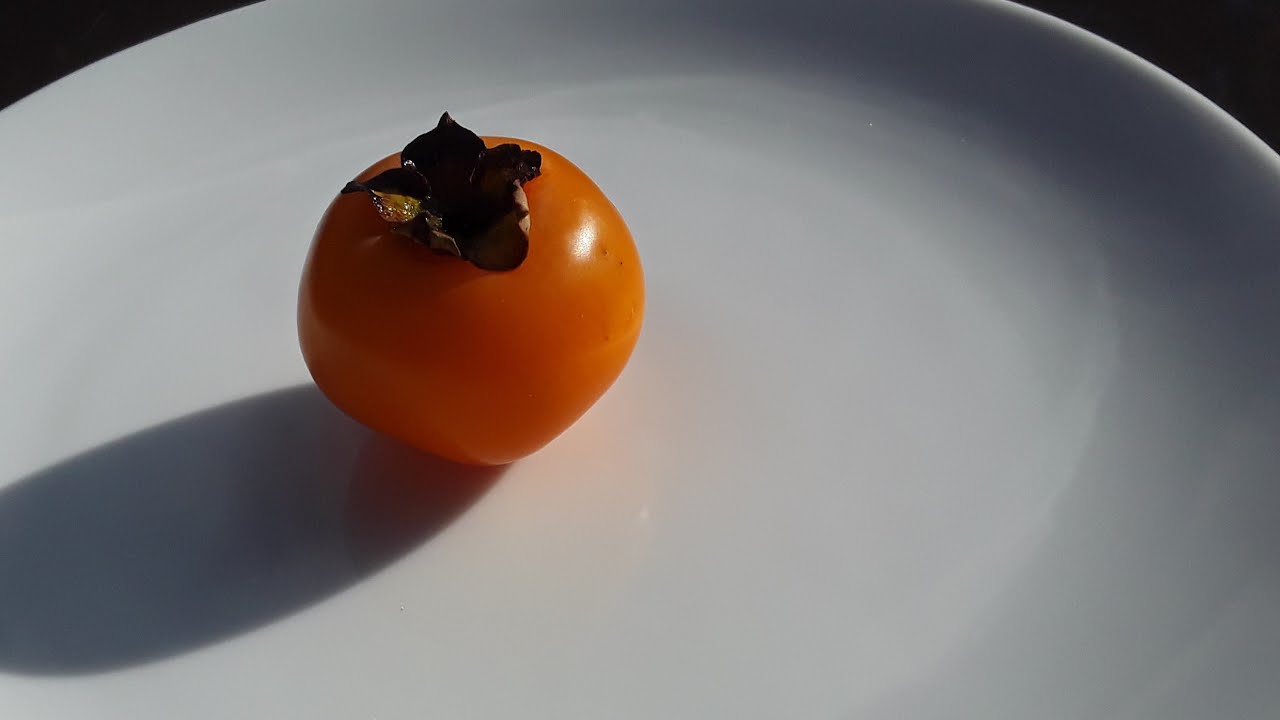 American persimmon, variety Garretson, first ever fruit and tasting ...