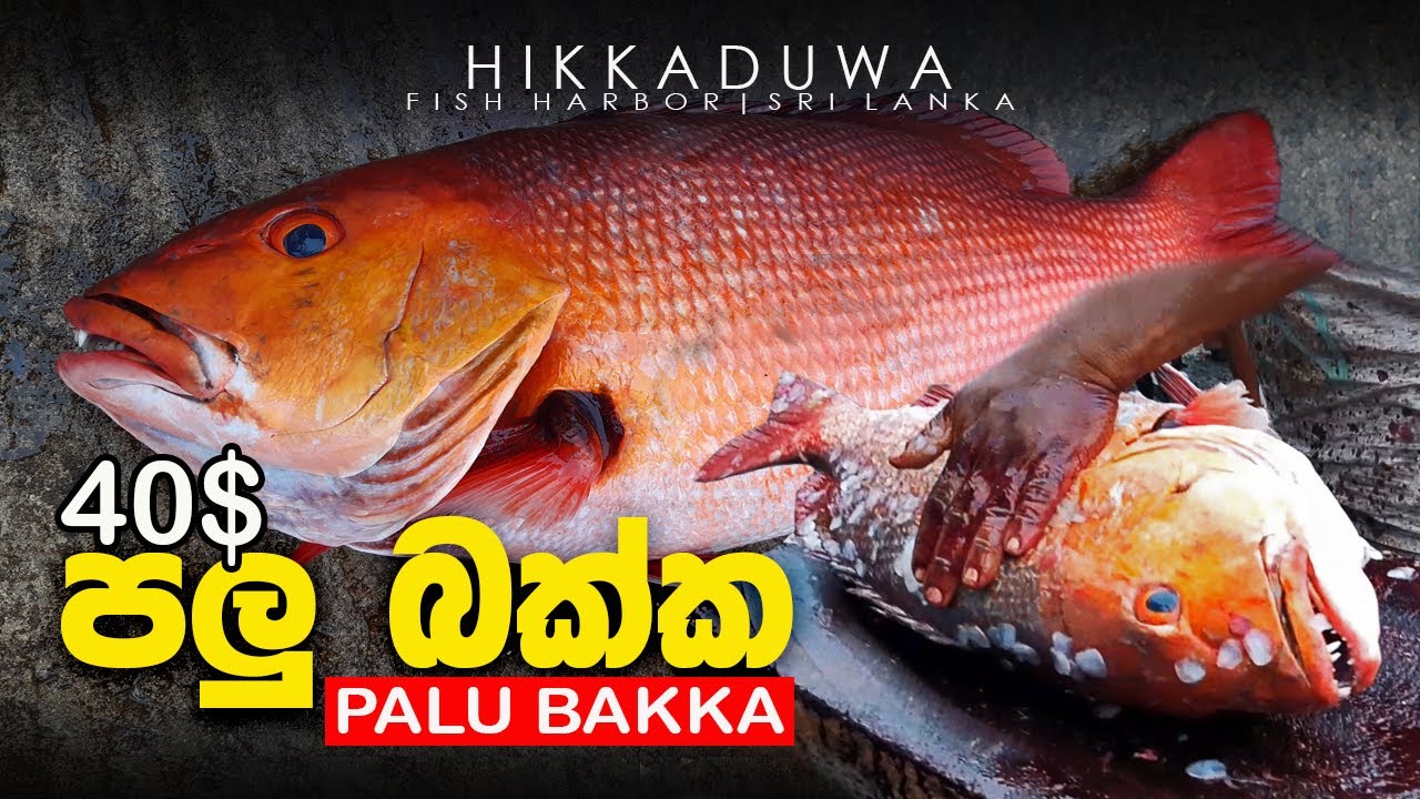 පලු බක්ක ගල් මාලු | Palu Bakka 40$ | Amazing Fish Cutting Skill ...