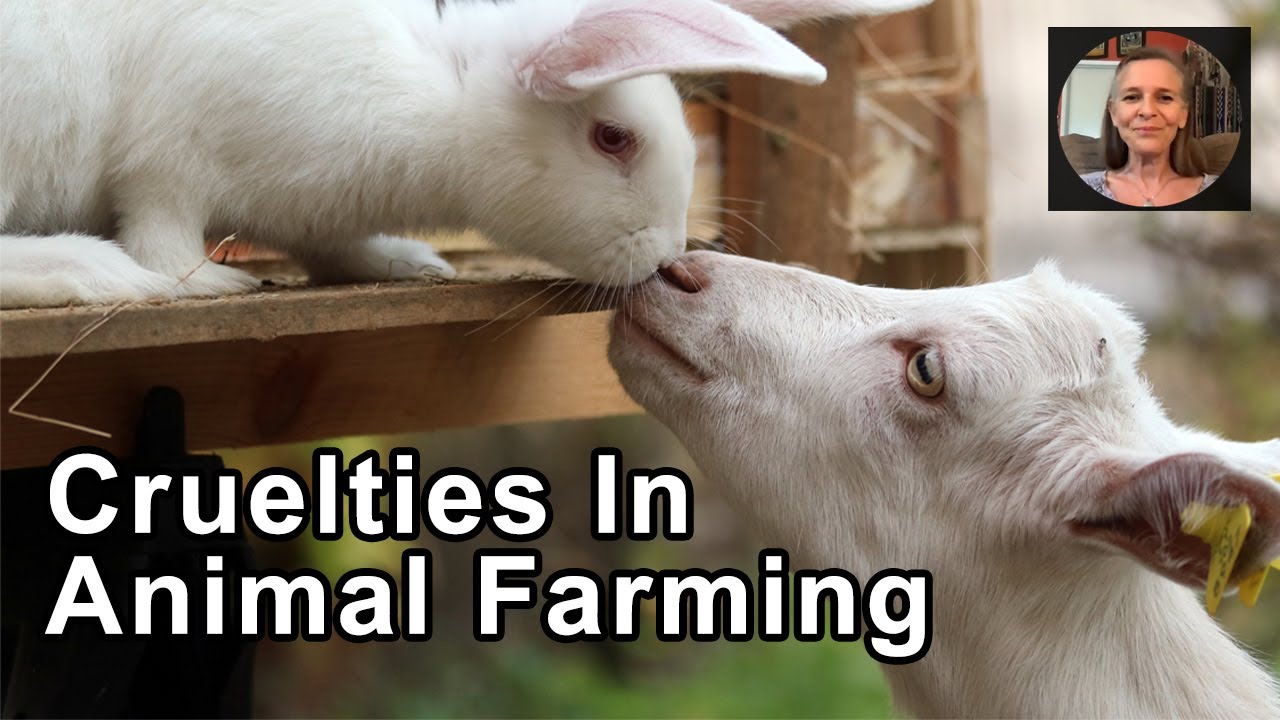 Inherent Cruelties In All Animal Farming That Cannot Be Avoided A Feel ...