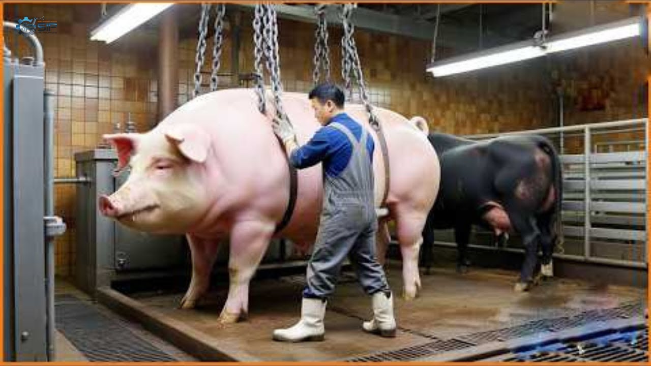 Farmers' Pig Breeding and Processing Process: Uncovering the Truth ...