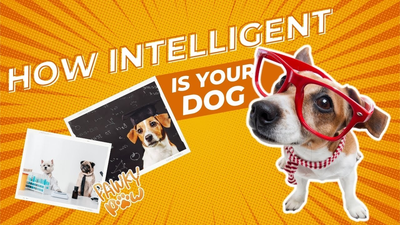 How Intelligent is your dog? 🐶 Dog IQ Test Challenge. - YouTube