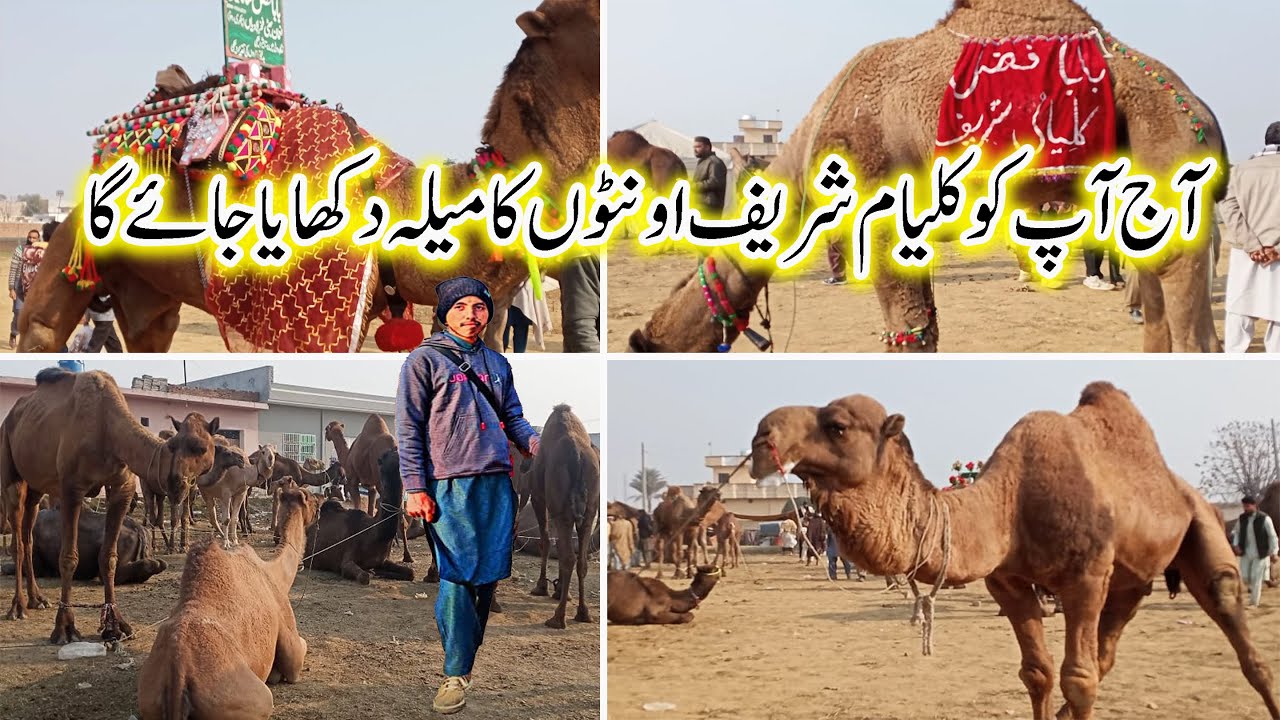 Today you will be shown the festival of Kalyam Sharif camels - YouTube
