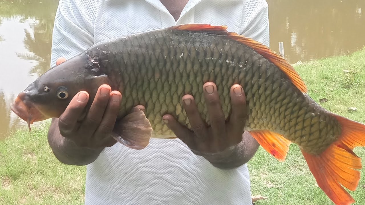 Gauri #fish #catching #new #video #update - YouTube