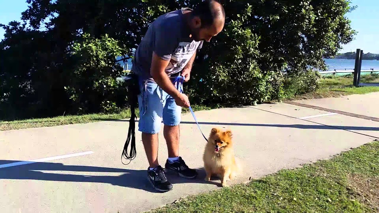 Training 'Puppy'- Pomeranian the basics in public - YouTube