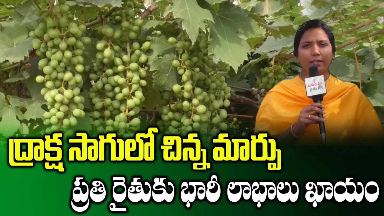How to Get High Profits in Grapes Farming || Rani || Profitable Fruit ...
