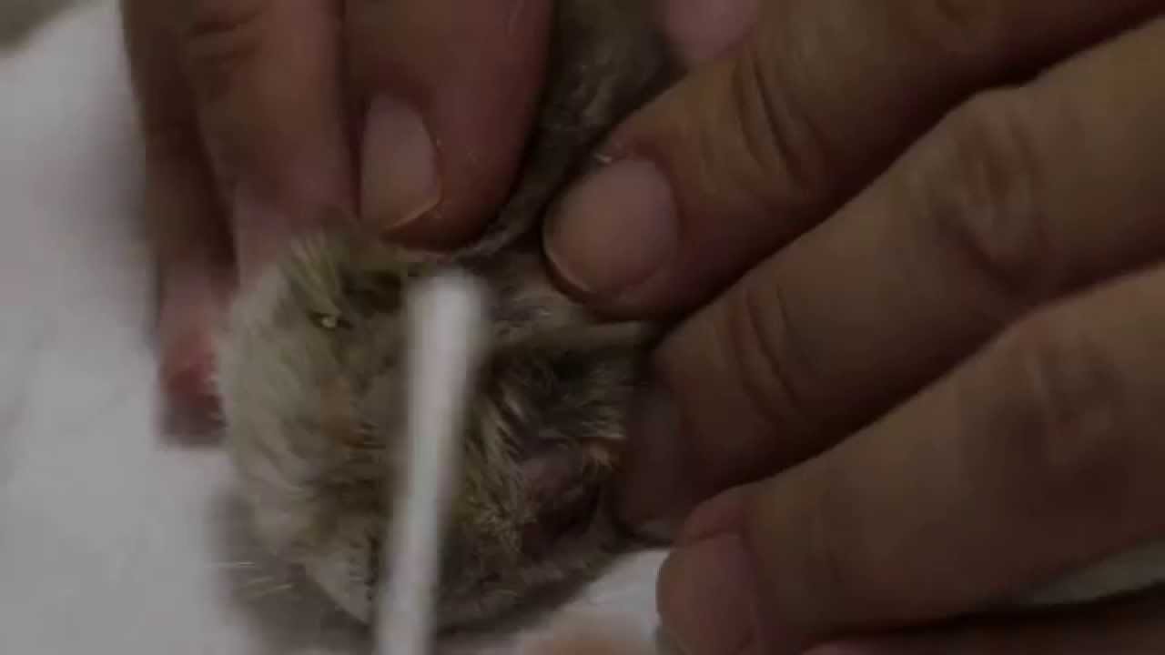 How to take care of subconjunctival abscess in a hamster Pt 3 - YouTube