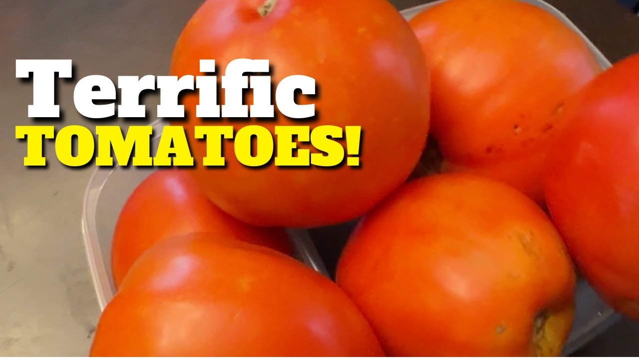 A Bountiful Tomato Harvest - YouTube