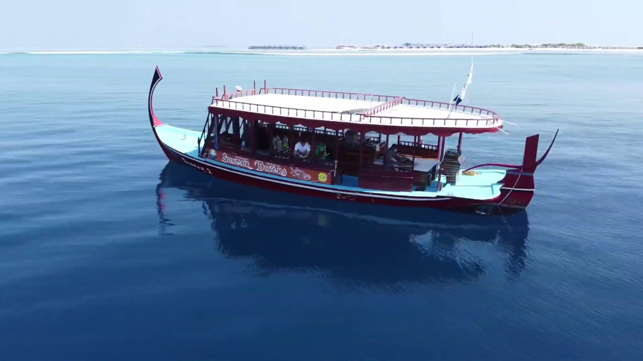 Keri’s Day with Bat Fish and a Whale Shark! - YouTube