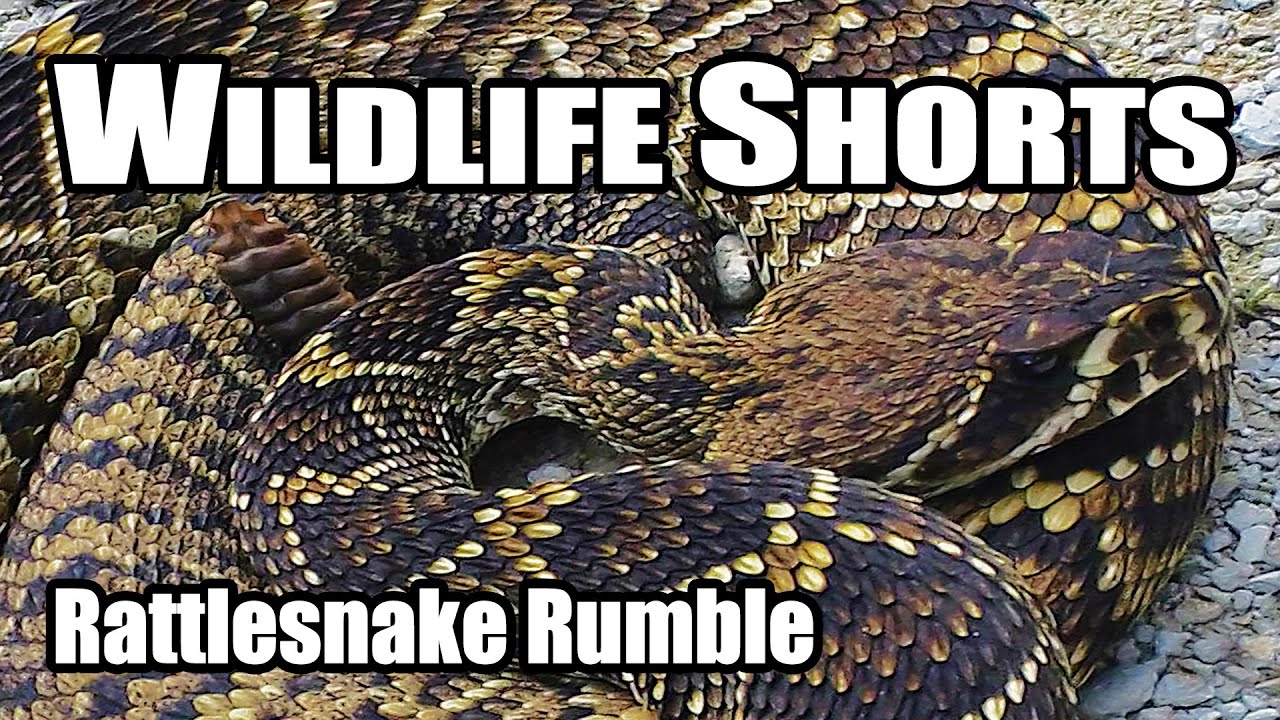 Wildlife Shorts: Rattlesnake Rumble. - YouTube