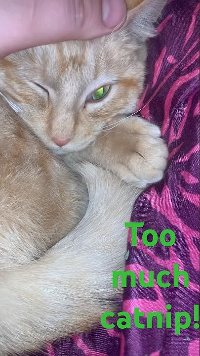 Too much catnip! - YouTube