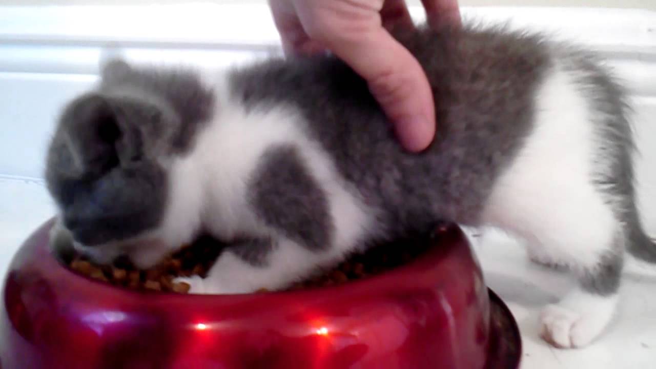 Angry Cat Eating Gif
