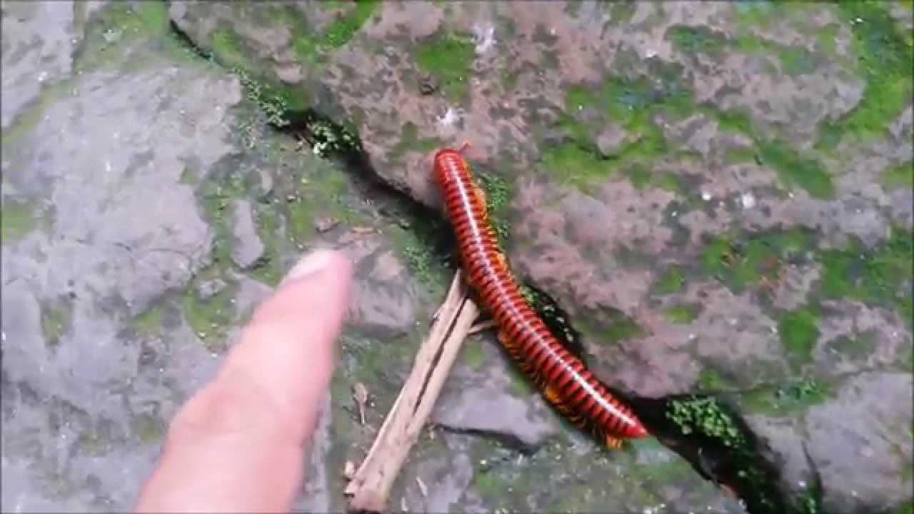 El cienpies - YouTube