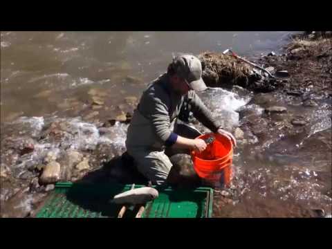 The Le Trap sluice in action just at the start of the spring runoff ...
