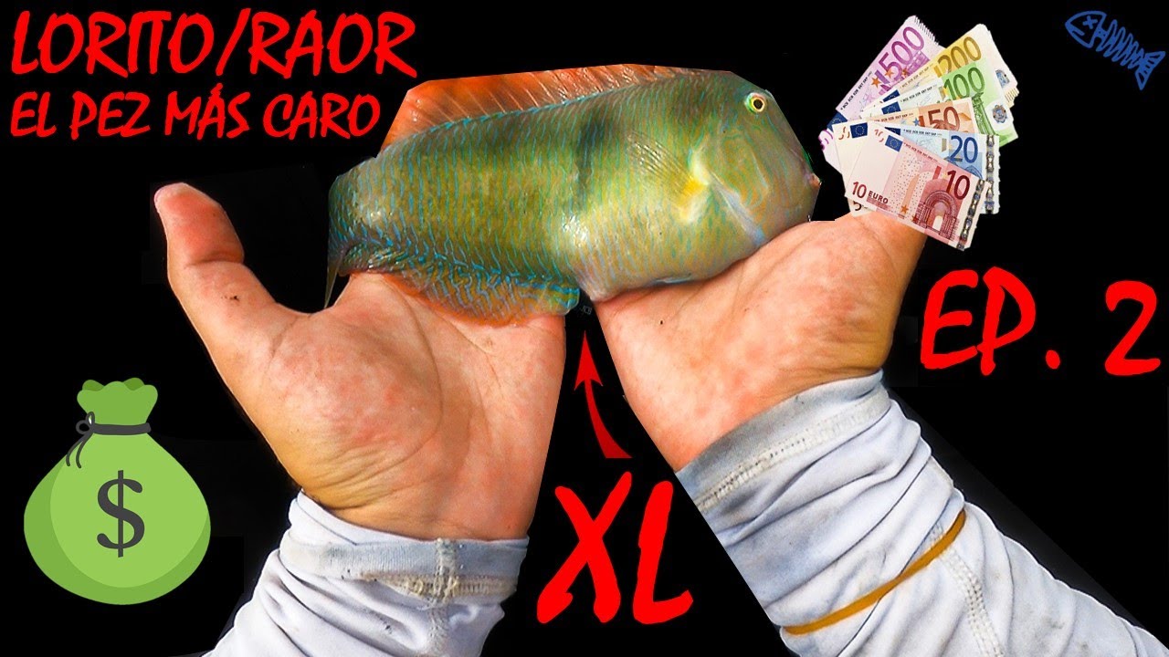 PESCA del LORITO/RAOR el PEZ MÁS CARO de ESPAÑA | PESCA en MINI ZODIAC ...