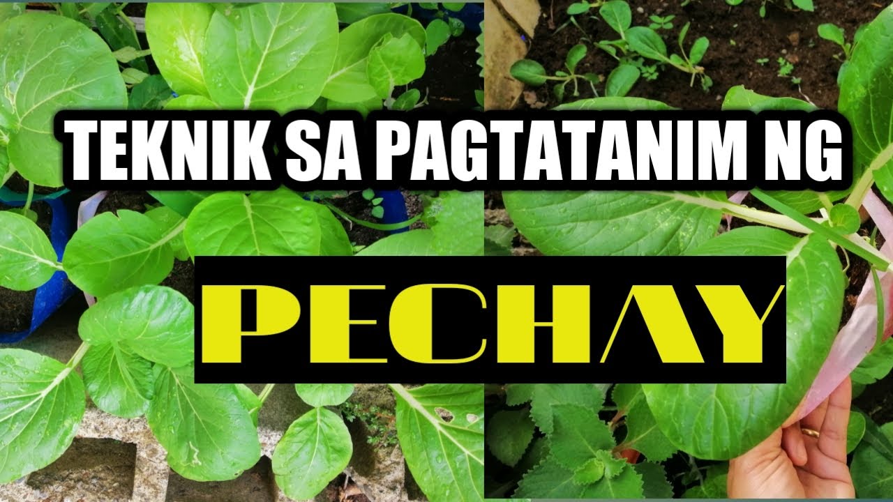TEKNIK SA PAG-ALAGA NG PECHAY/ PAANO MAGTANIM NG PECHAY SA POLYBAGS O ...