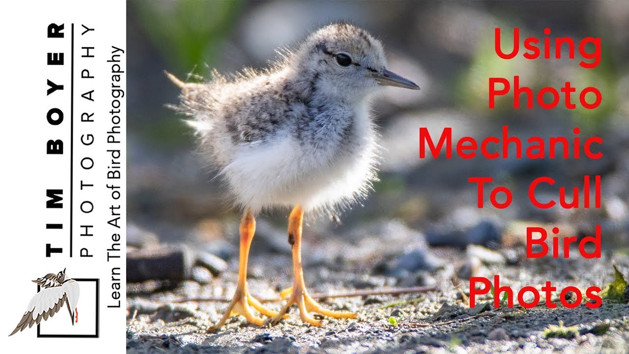 Using Photo Mechanic to Cull Bird Images - YouTube