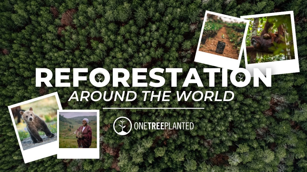 Our Global Reforestation Movement | Earth Month | One Tree Planted ...