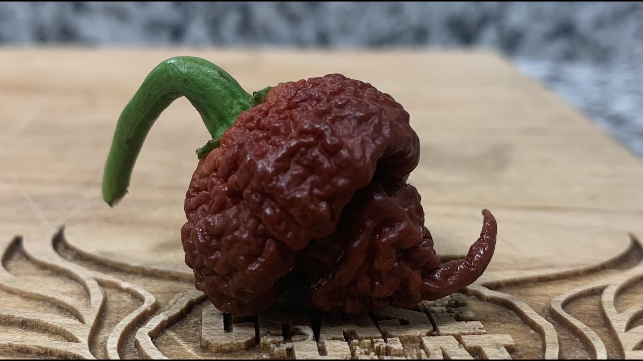 A PERFECT 7 Pot Primo Chocolate! This is a nasty little pepper that ...