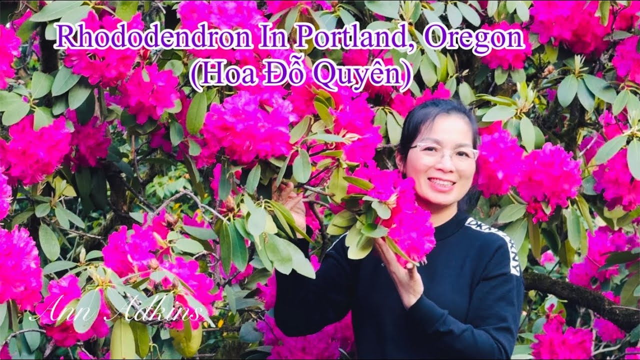 Portland mùa hoa Đỗ Quyên – Rực rỡ như cổ tích #annadkins #rhododendron ...