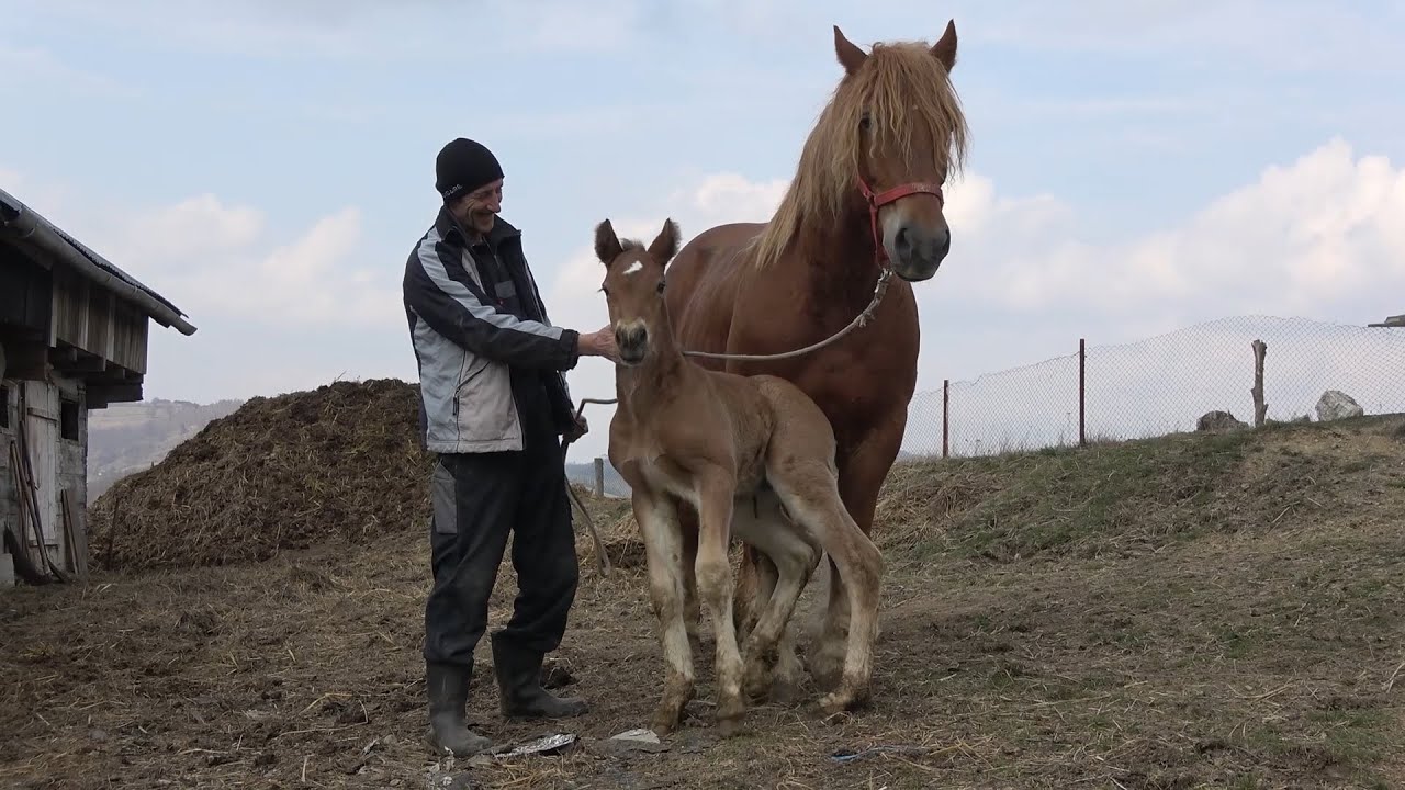 Iepele lui Nicusor de la Abrud, Alba - 2020 Nou!!! - YouTube