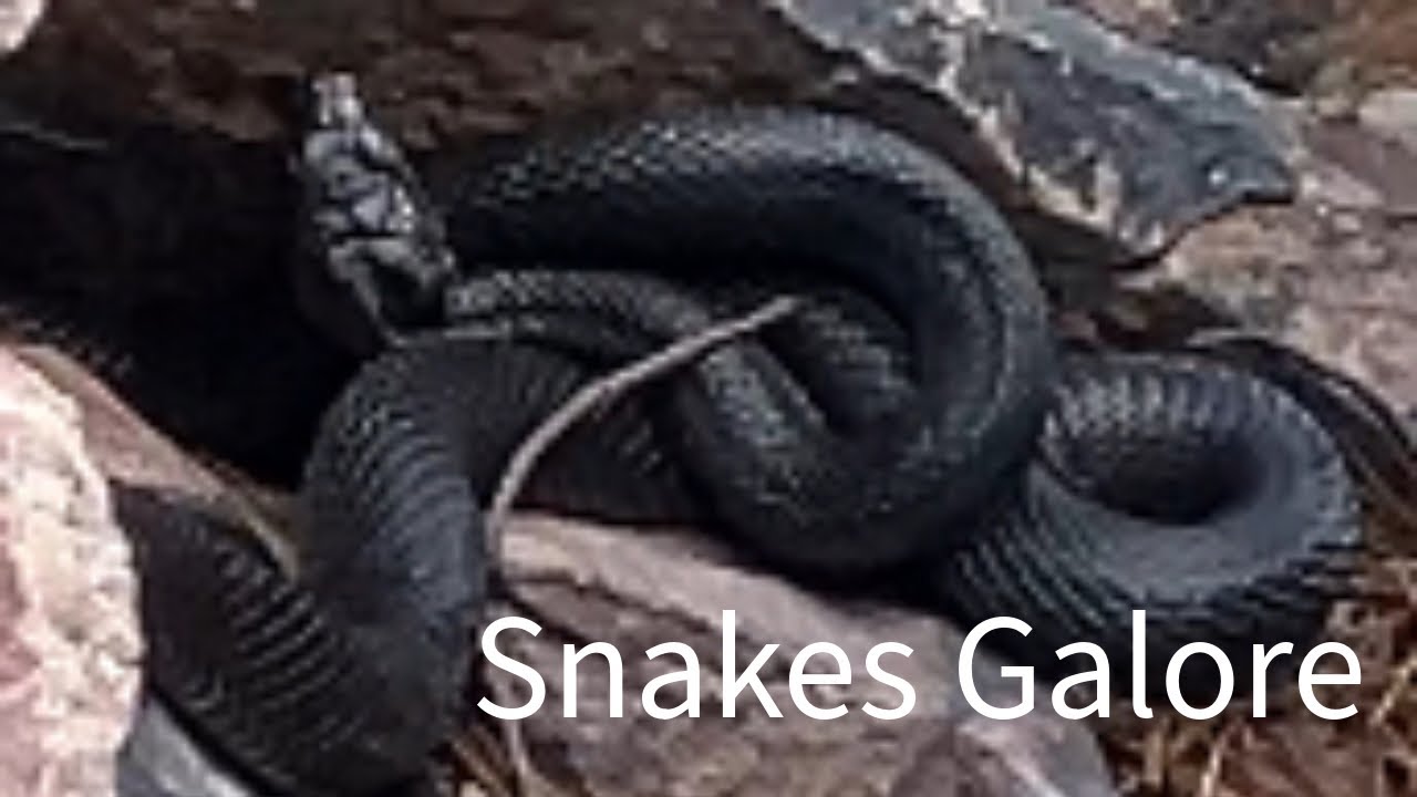 Day 84 with Slow and Steady on the AT - YouTube