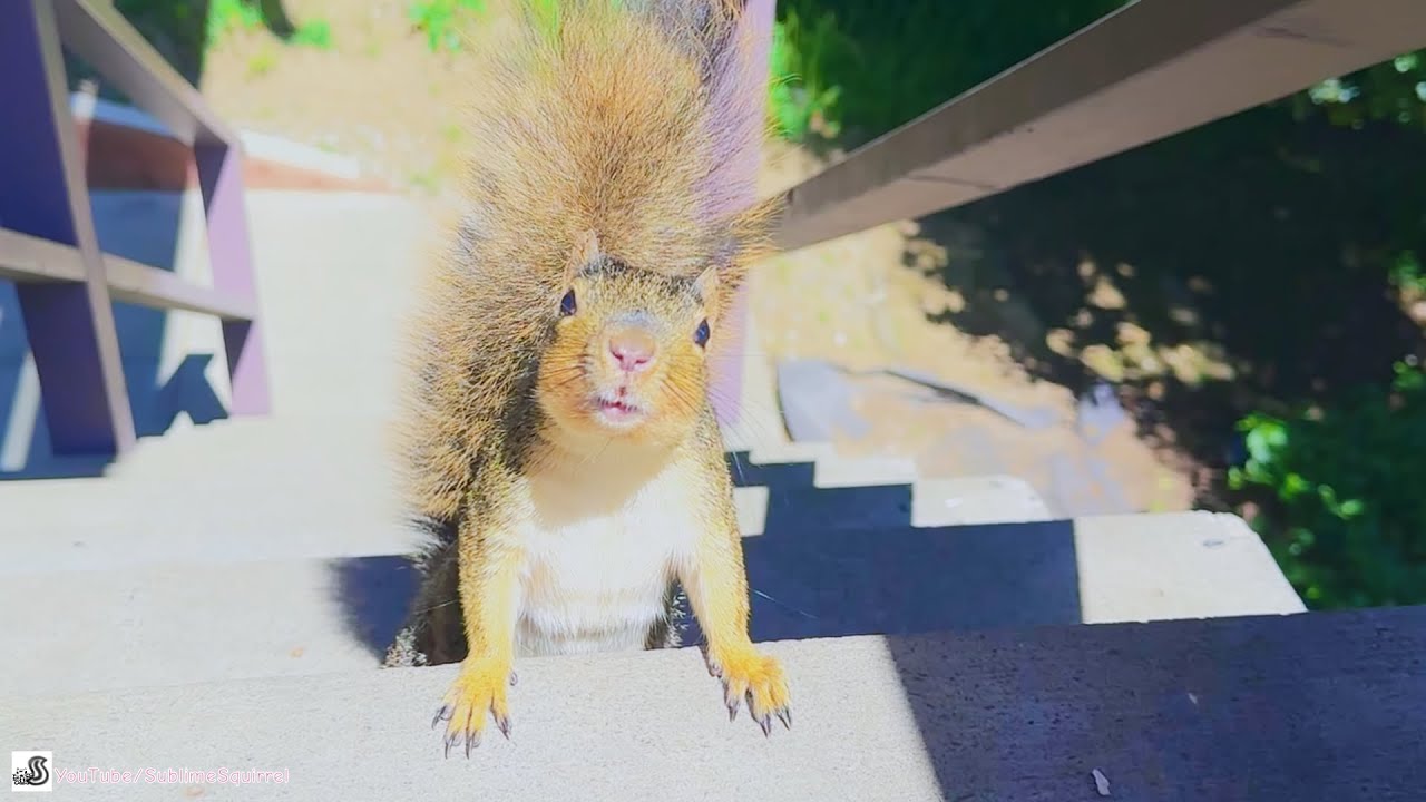 Hide and Seek with a Cute Squirrel -- He's Completely Hidden😂😍🐿️🤫💖 ...