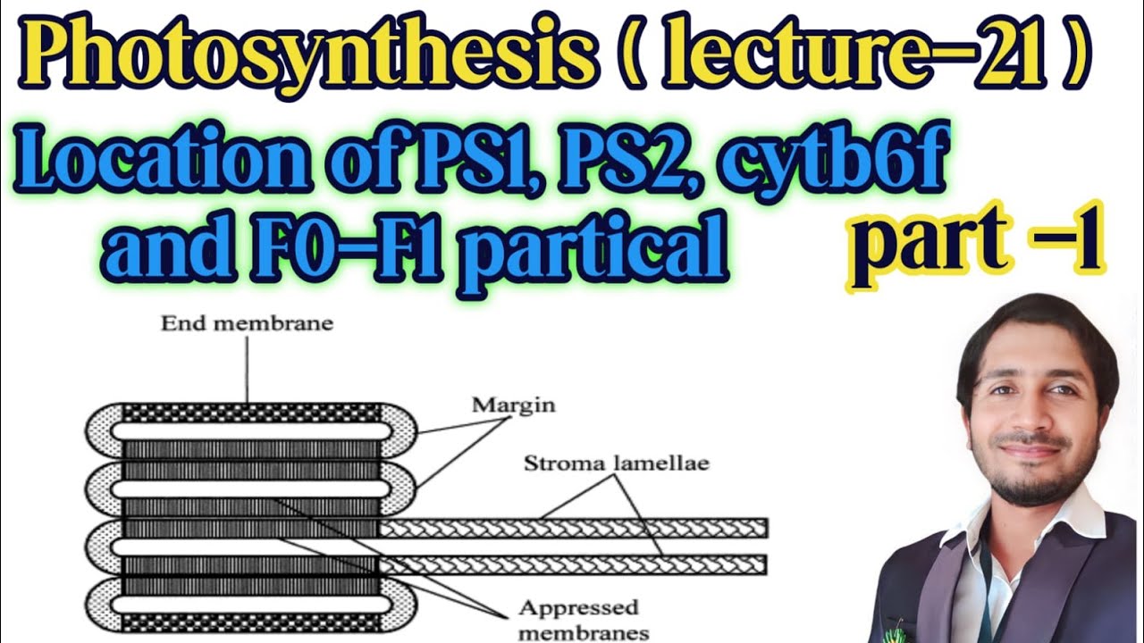 Photosynthesis lecture 21( part -1) Location of PS1, PS2, Cytb6f and F0 ...