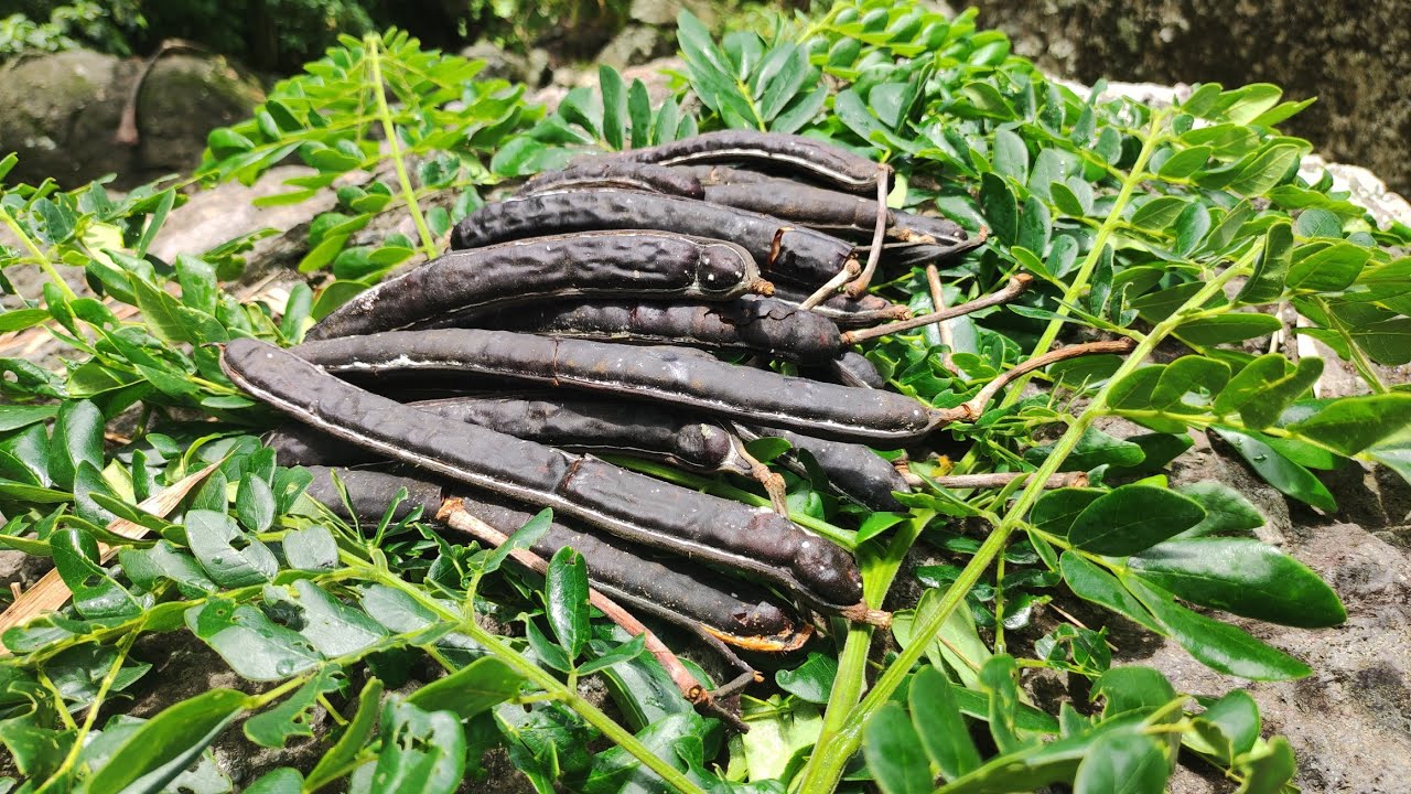 Goat Farming | Pwede bang ipakain sa kambing ang bunga ng Acacia? - YouTube