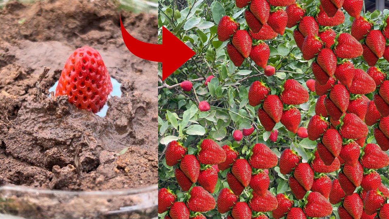 Best Skill Grafting Orange with Strawberry / How to grow Strawberry and ...